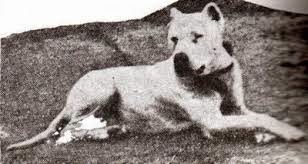 apophis: Perros extintos