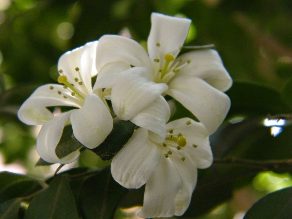 Gambar Bunga Melati Yang Mempesona - Bunga Id