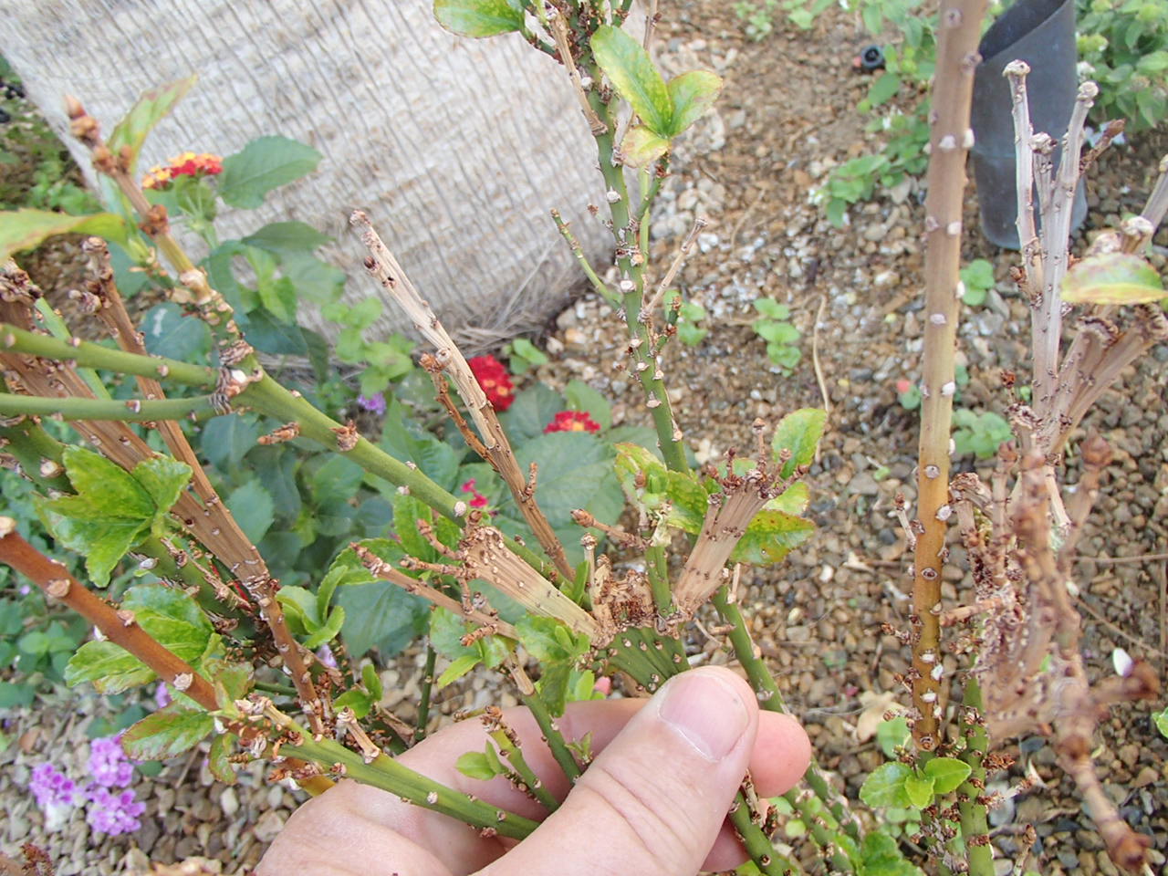 Xtremehorticulture of the Desert: Fasciation on Plants Can Be Fascinating