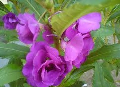 Anim Agro Technology: BUNGA KEEMBONG