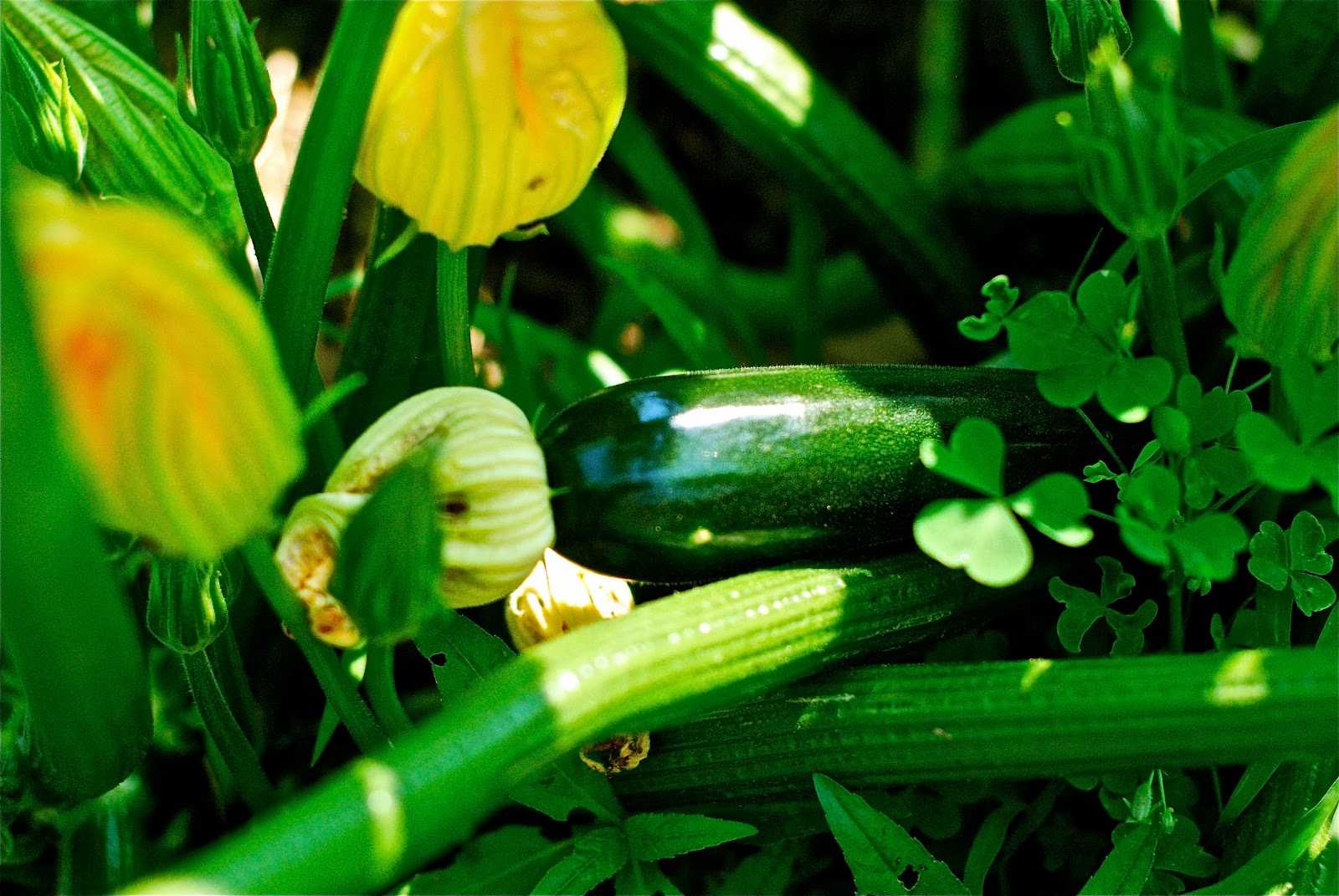 Caroline Gerardo Zucchini Flower Recipe caroline-gerardo-zucchini-flower-recipe