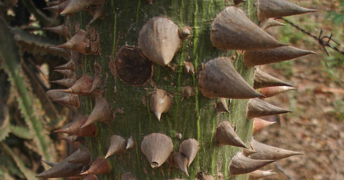 GuanacasteCostaRica: Costa Rican Forests: Pochote Tree