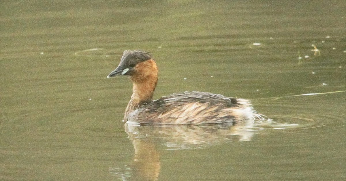 NI Bird Pics: Cameron Moore - Little Grebe