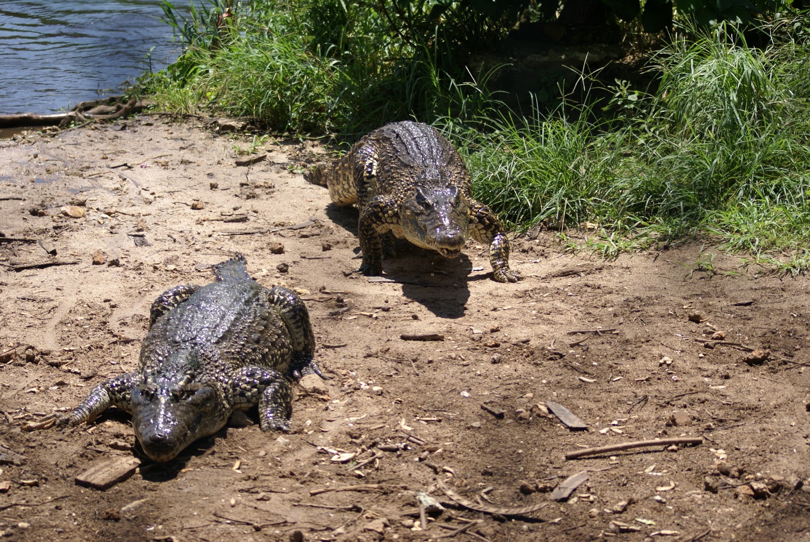 A SOLAS CON CLIO: La fauna que encontramos en Cuba