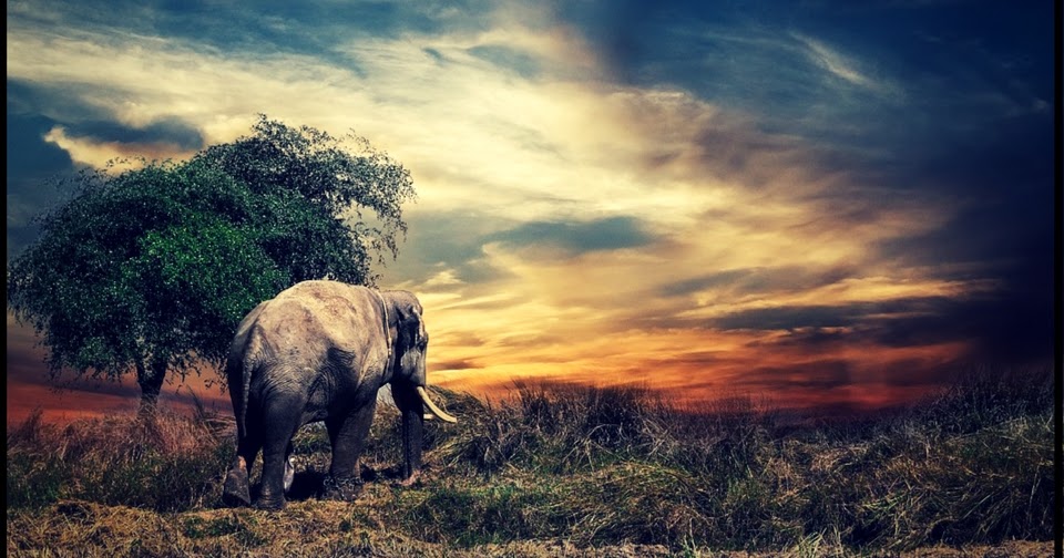 Myrtle Beach Safari is a One of a kind Experience for The Visitors