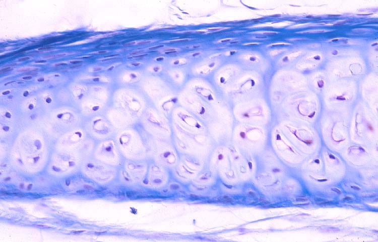 el moderno prometeo: Breve introducción al tejido cartilaginoso.
