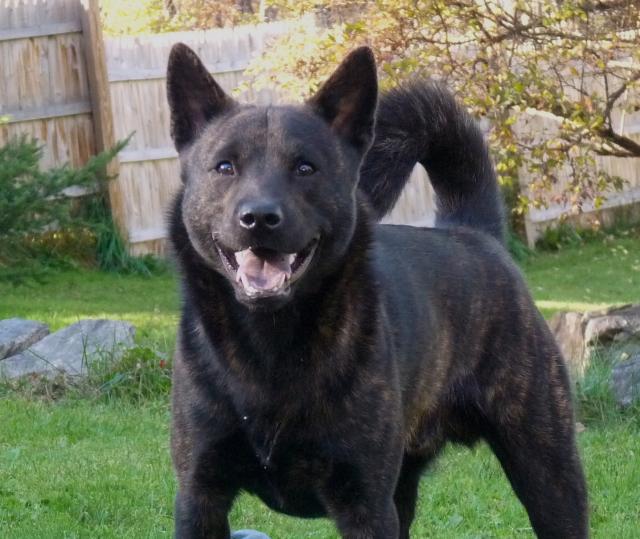 Cães & Cães: Kai Inu - 04