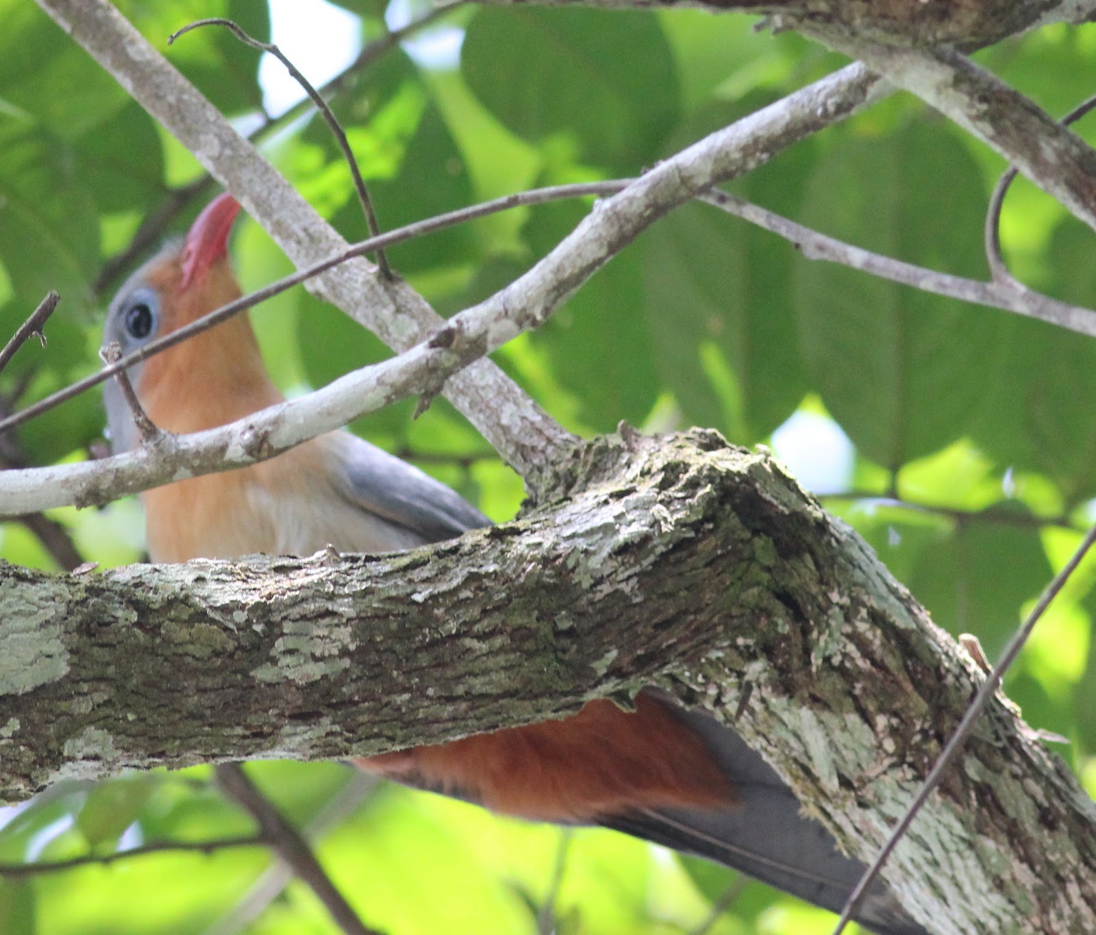 Ron-Nature-Adventures: Bird Watching at Bukit Rengit, Lanchang, Krau ...