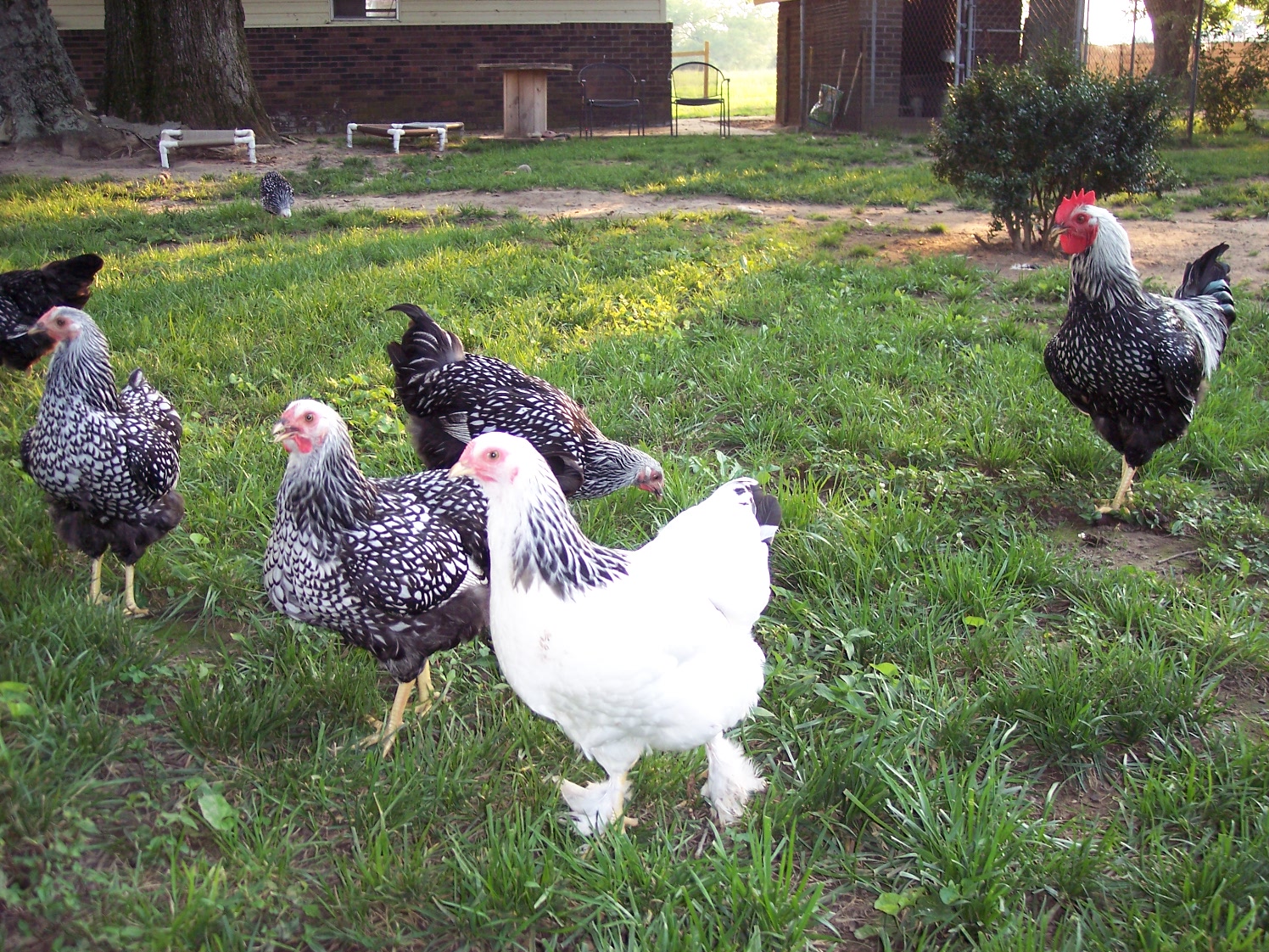 Cardis Live Here: Hunt Club Green & chickens