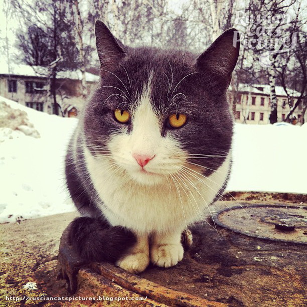 Sad Instacats — Russian Cats Pictures