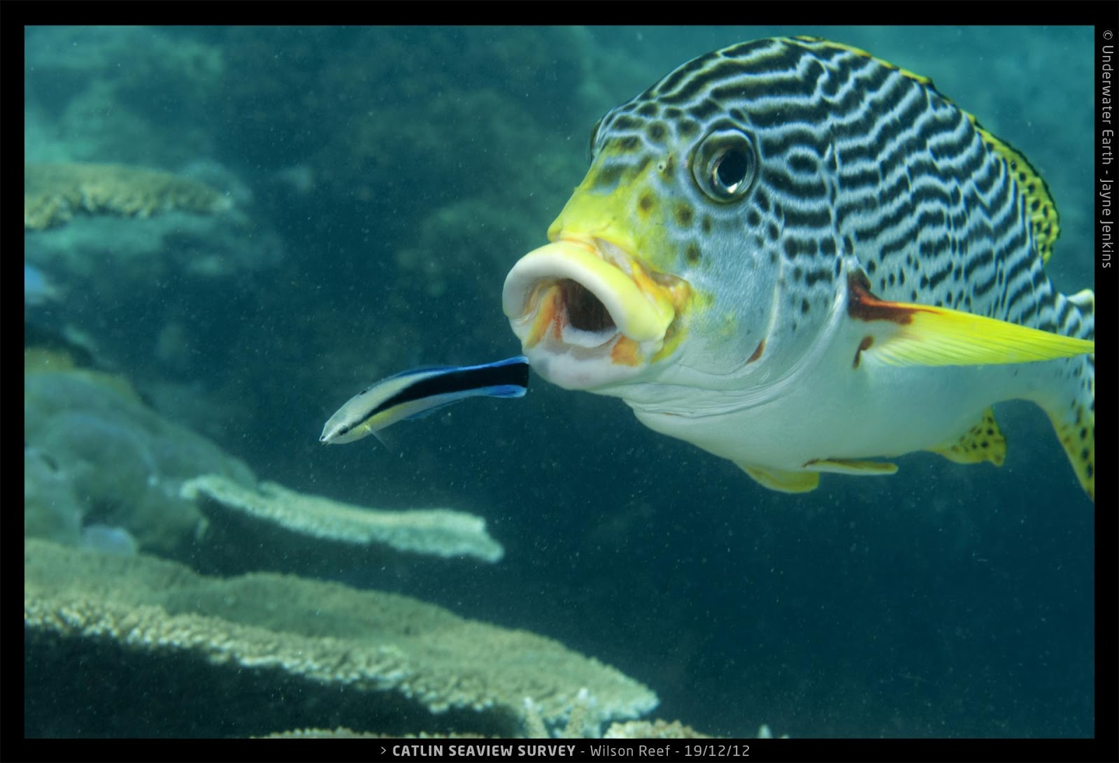 Coral Reef Cleaning Stations