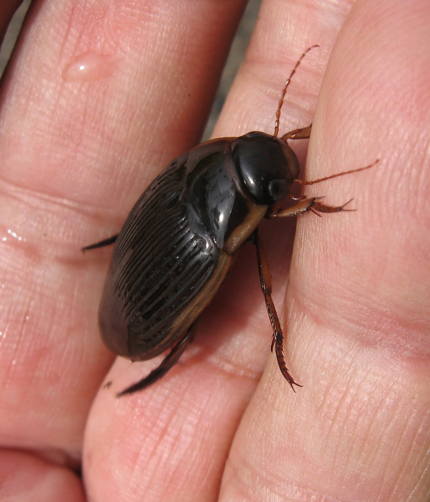 Tangled Web: Coleopteran Conundra
