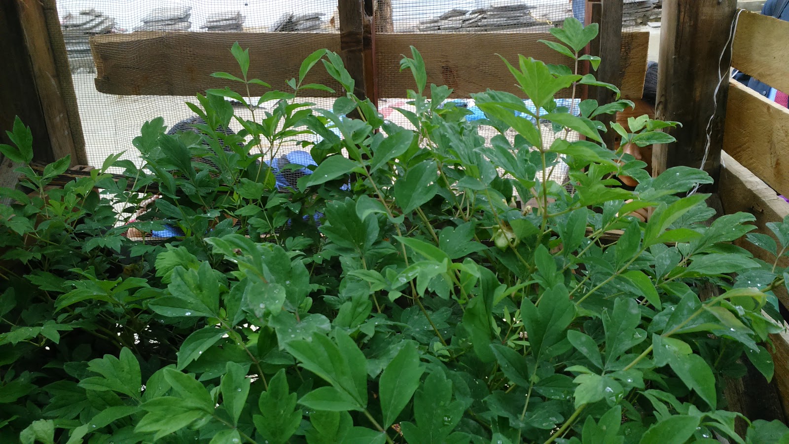 PaSsu Diary : Udumbara, the Mythical Flower in Yangthang Gonpa?