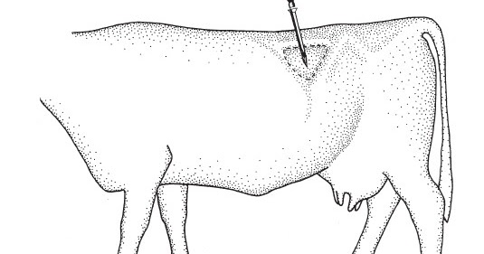 Aplikasi Rumenotomy pada Sapi - Mydokterhewan