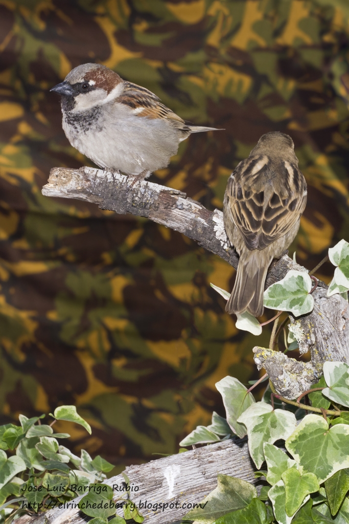 El Rinche de Berry : Fotos de Aves