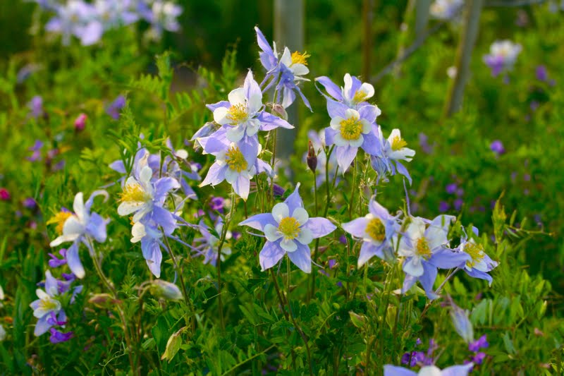 Colorado Columbine