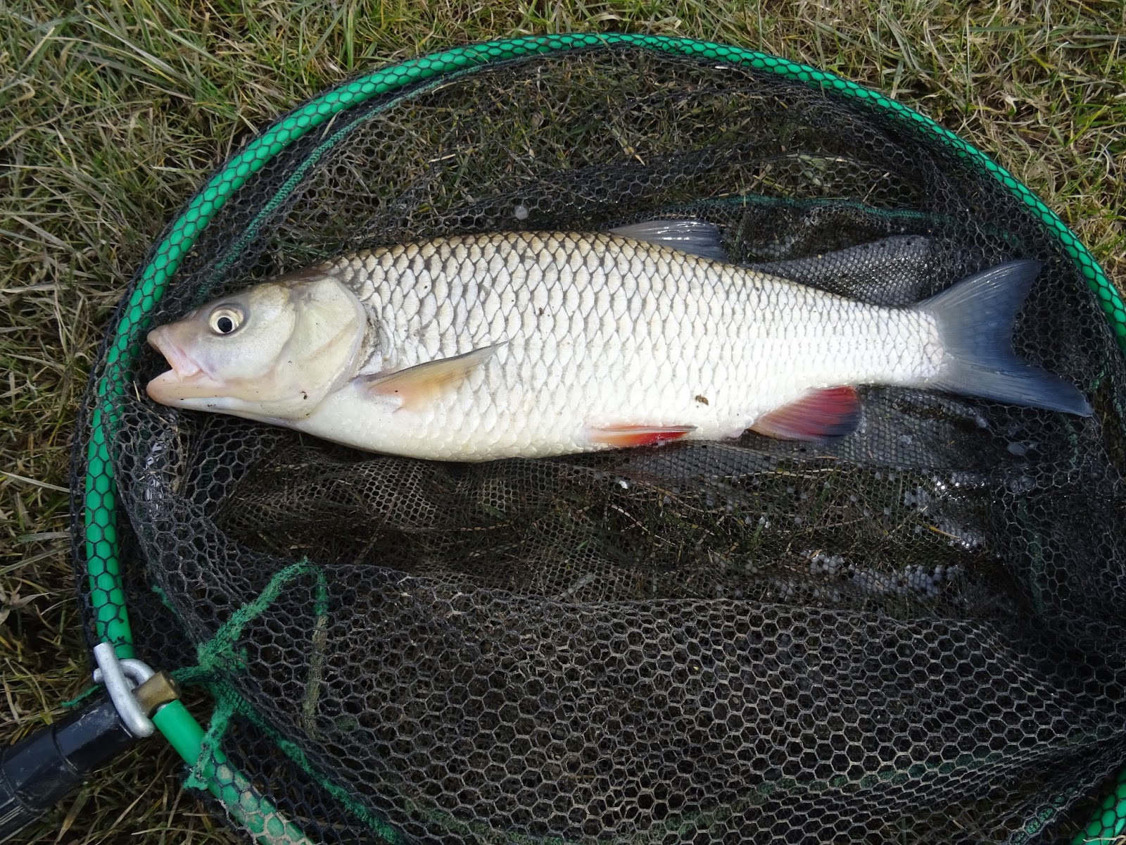 Svanlunds Fiske: Färna och Id i Lidan.