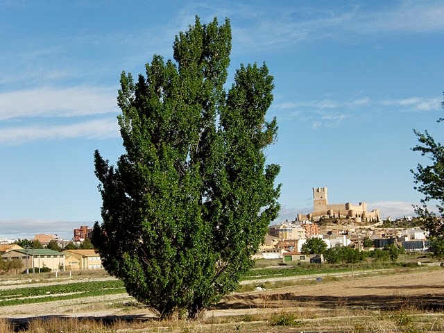 VILLENATURA: Populus nigra
