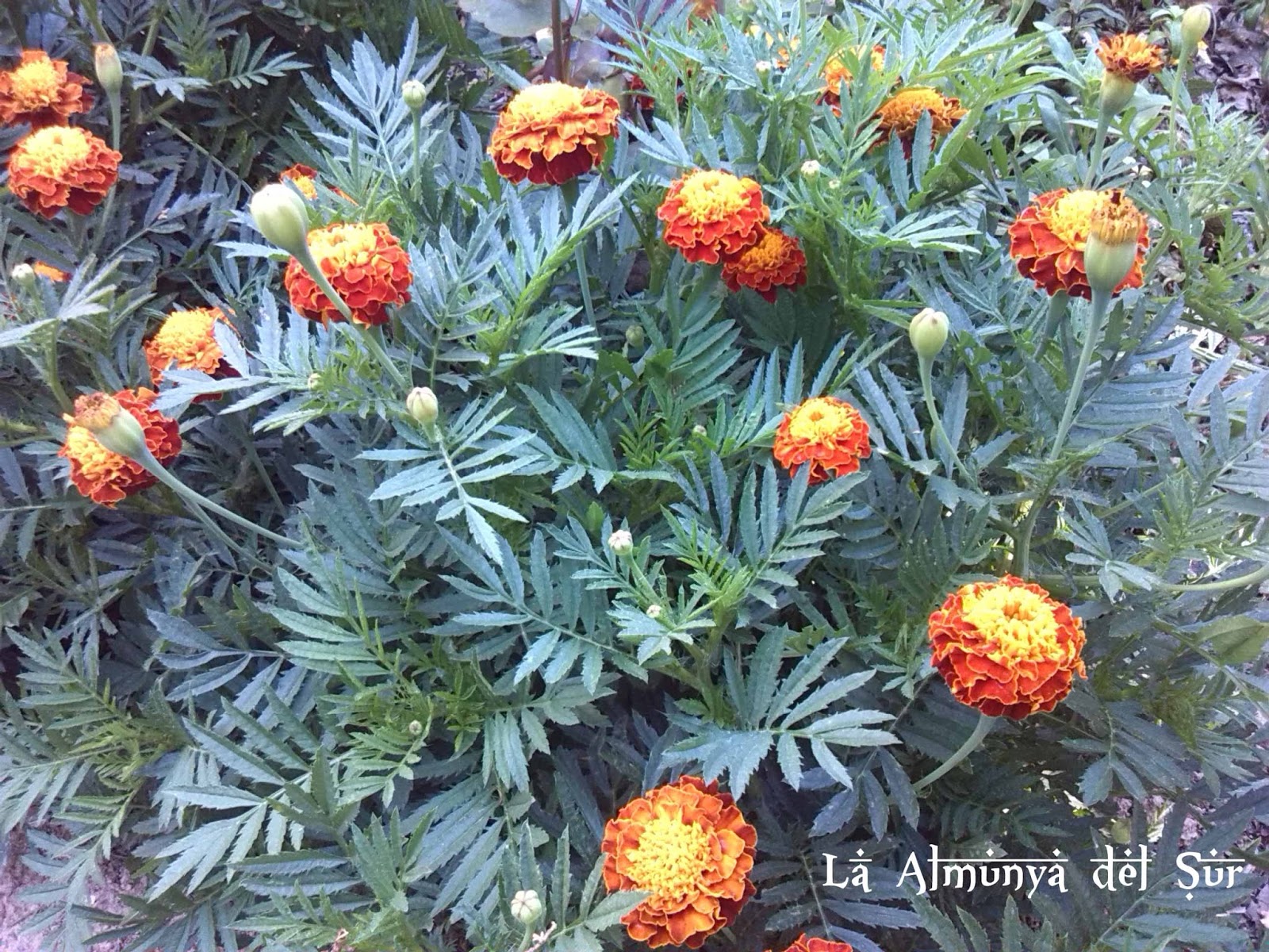 La Almunya del Sur - Jardín botánico andalusí: VISPERAS DE SAN JUAN CON ...
