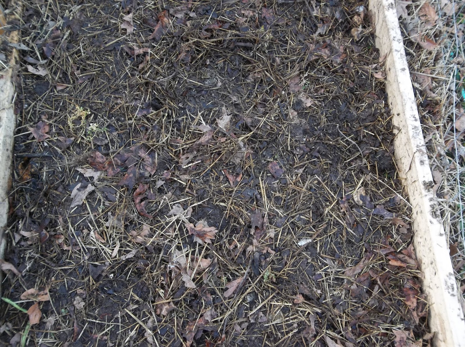 MLBsGarden: Hens as Compost Turners in the Garden