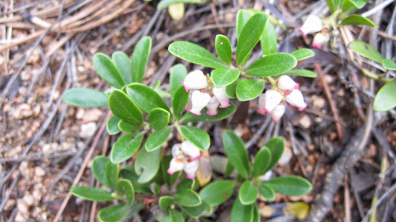 Innie Me: Colorado Wildflowers - Pink