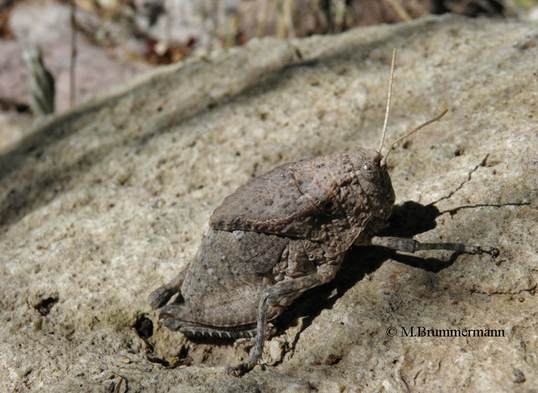 Arizona: Beetles, Bugs, Birds and more: Searching for scutigeromorph ...