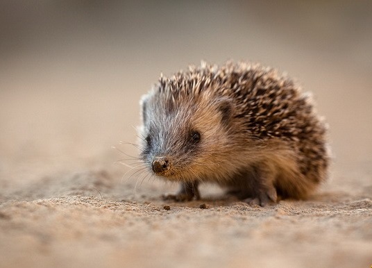 American Deals: Poze cu animale haioase compilatie 2016