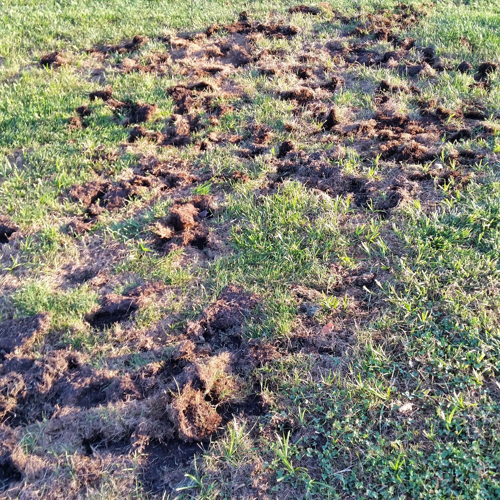 Minor Park Golf Course Maintenance: Skunk Damage