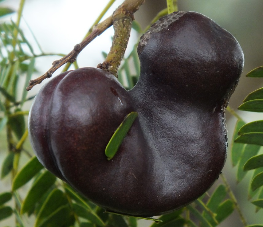 Timbaúba - Enterolobium contortisiliquum