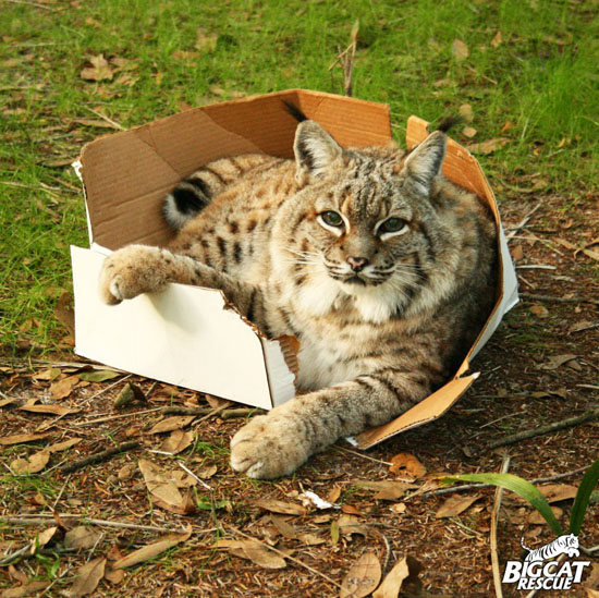 Dreamy Eye Cuteness Blog: Big Cats Like Boxes Too Video