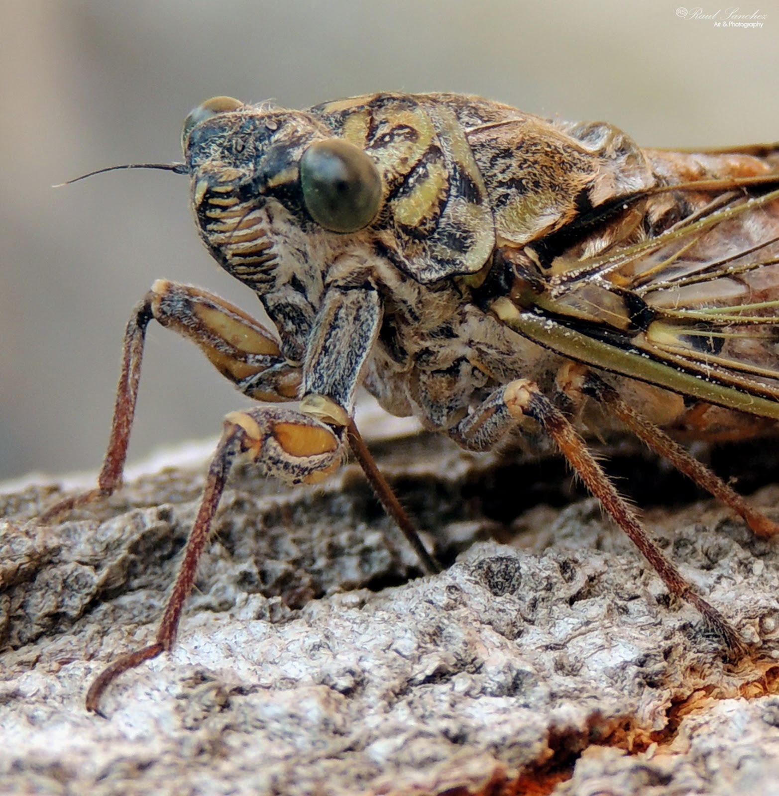 Naturaleza Viva : Los cicádidos o Chicharras (Cicadidae),