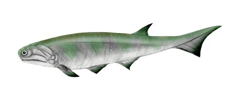 Los animales en la prehistoria: Animales prehistóricos con la letra C