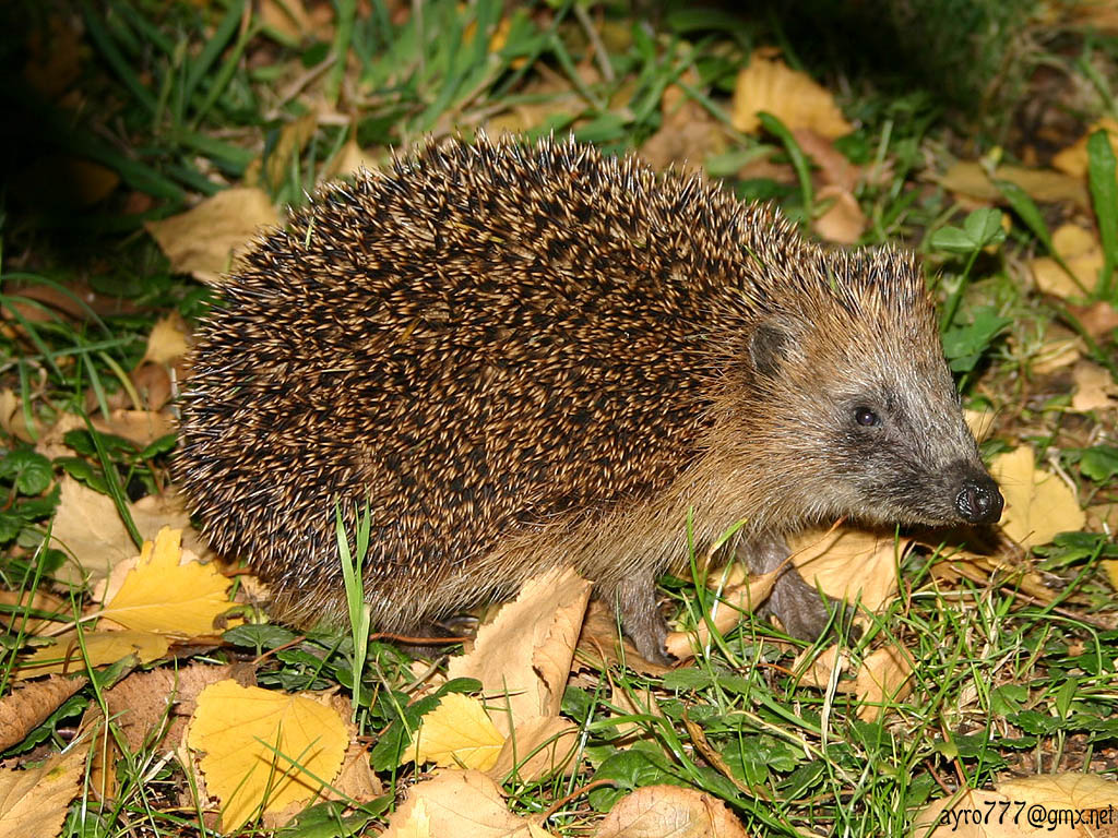 Amazing Hedgehog - Hedgehogs Facts, Photos, Information, Habitats, News ...