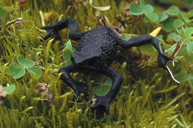 Blog Anfibios Ecuador: enero 2013