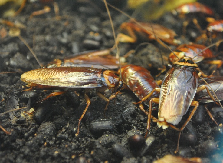 ZOOTOGRAFIANDO (6.100 ANIMALS): CUCARACHA AMERICANA / AMERICAN ...