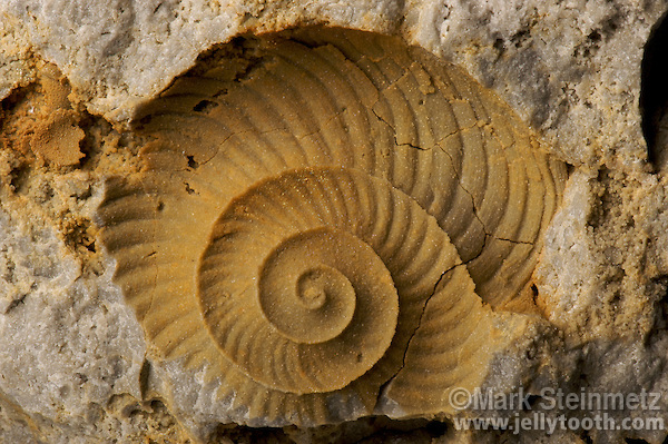 unit 3 Lesson 1 :Fossils - العلوم