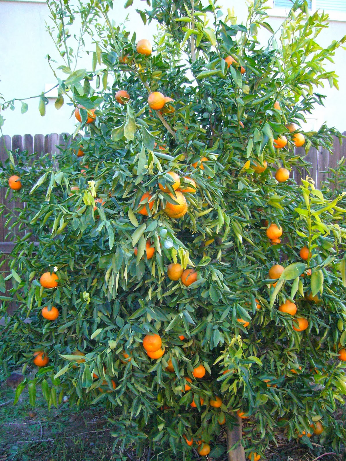 Sacramento Vegetable Gardening: Have Another Cold One!