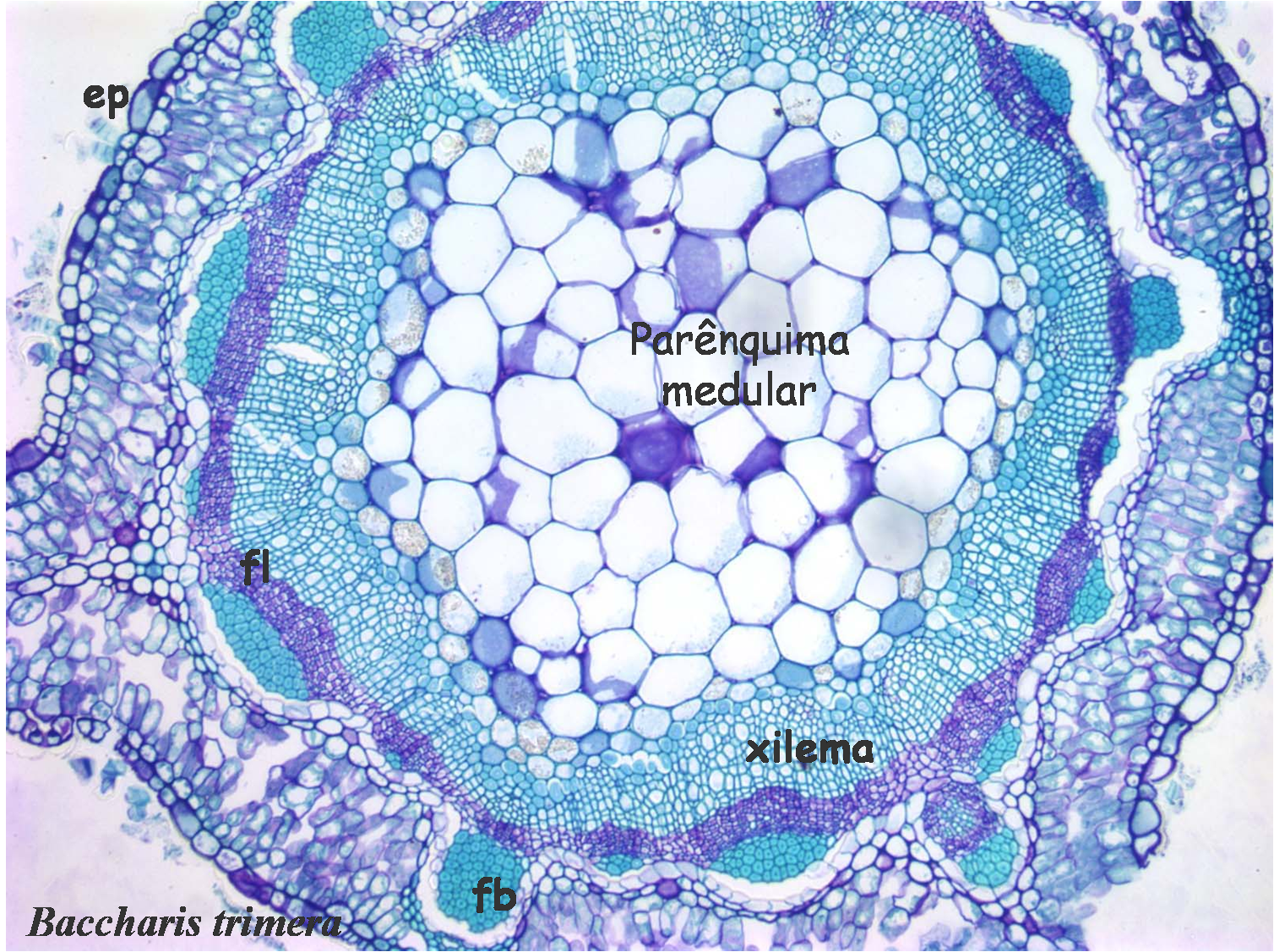 Asteraceae: Tecidos fundamentais: Parênquima, colênquima e esclerênquima.