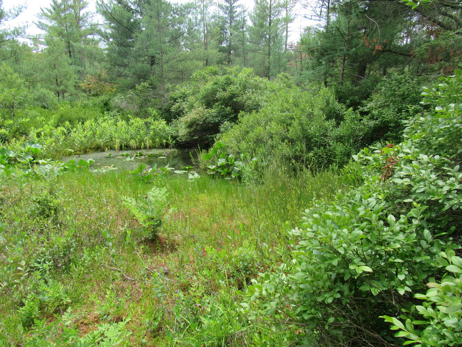 The Wild Land of Lincoln: How To Make A Quaking Bog