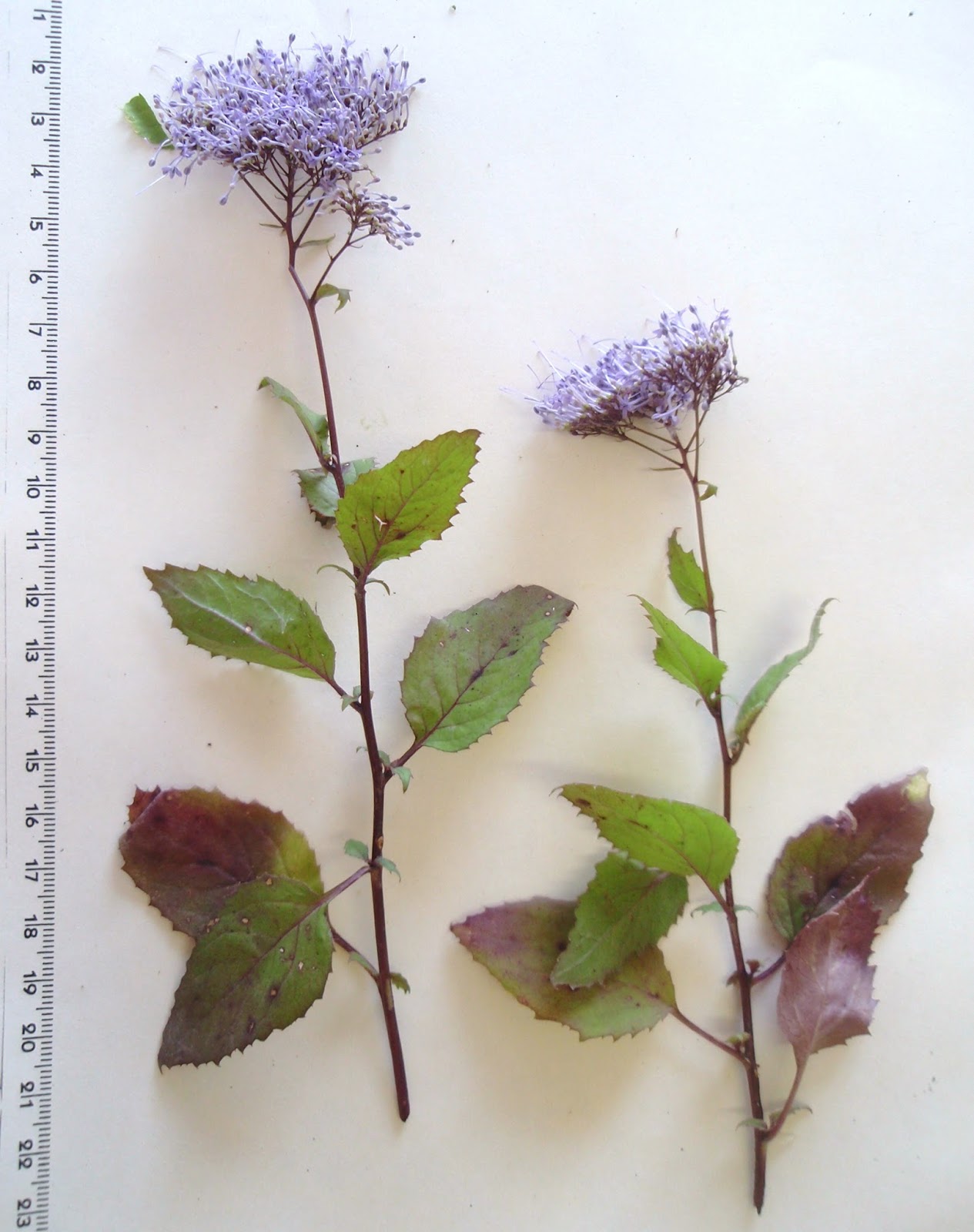 HERBARIO VIRTUAL DE BANYERES DE MARIOLA Y ALICANTE: Trachelium ...