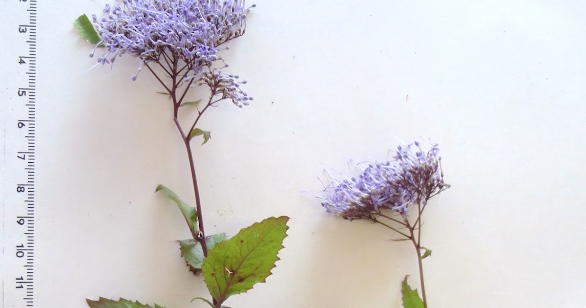 HERBARIO VIRTUAL DE BANYERES DE MARIOLA Y ALICANTE: Trachelium ...