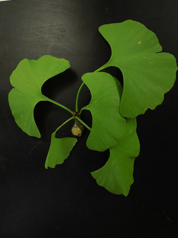 UF BOT 2710: Practical Plant Taxonomy: Lab 6: GYMNOSPERMS (Cycads ...