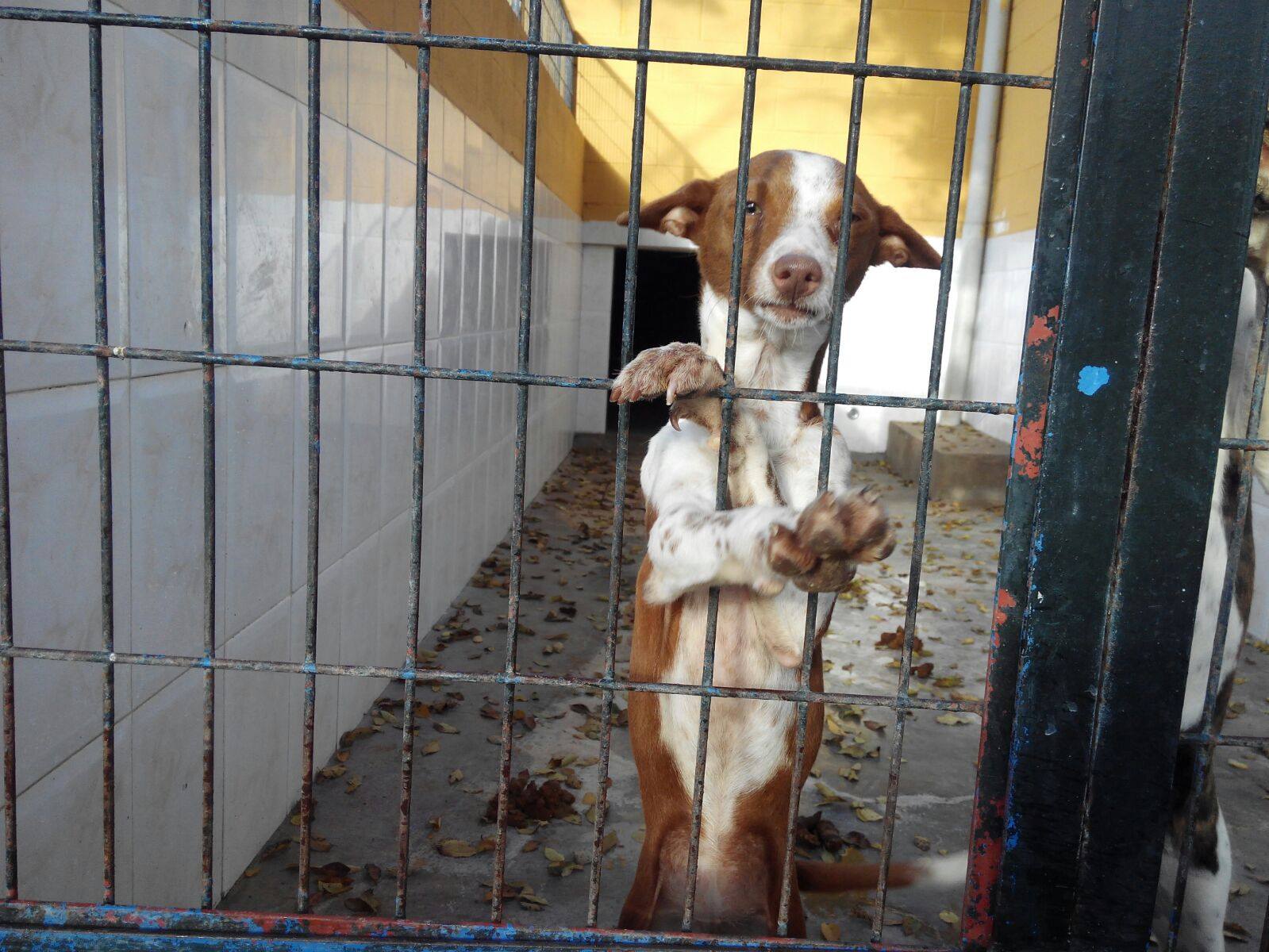 PROTECTORAS Y PERRERAS EN TODA ESPAÑA