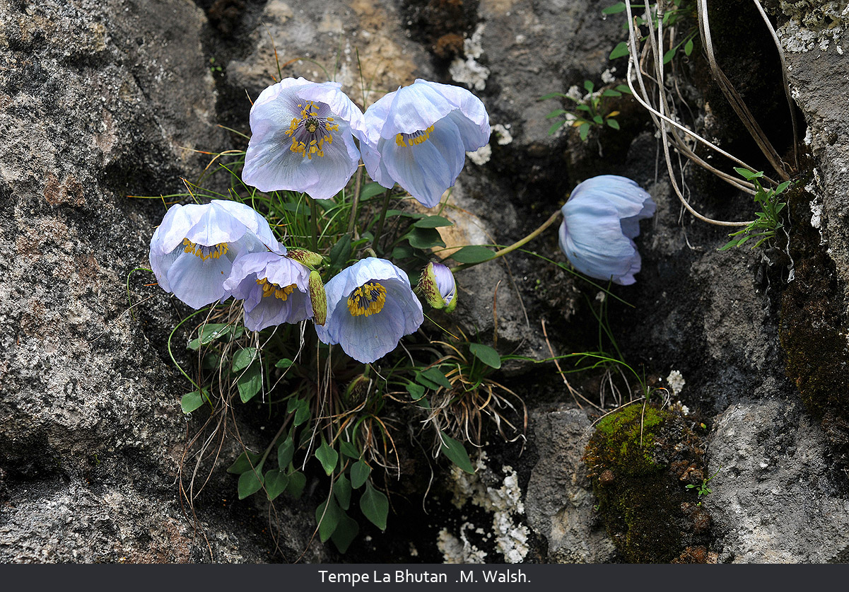 Meconopsis World - A Visual Reference: Meconopsis bella