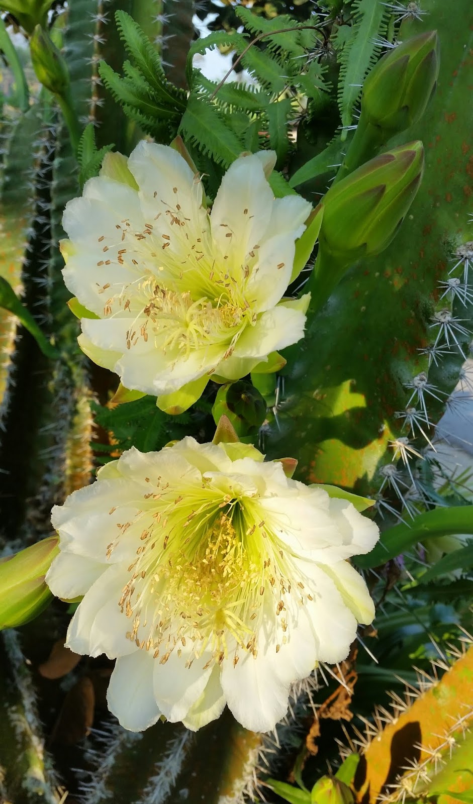Warisan Petani: Pokok Kaktus Berbunga.