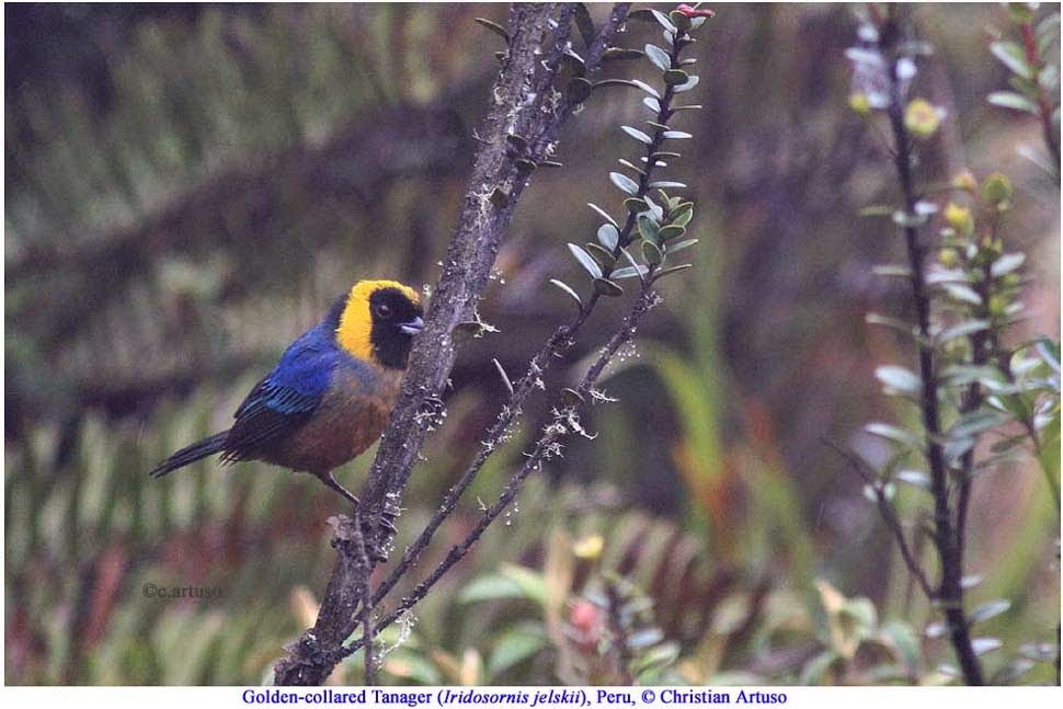 Christian Artuso: Birds, Wildlife: Tanager dreamin’ on such a winter’s day!