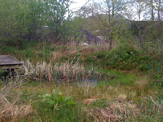 Ponds in schools | Creative STAR Learning | I'm a teacher, get me ...