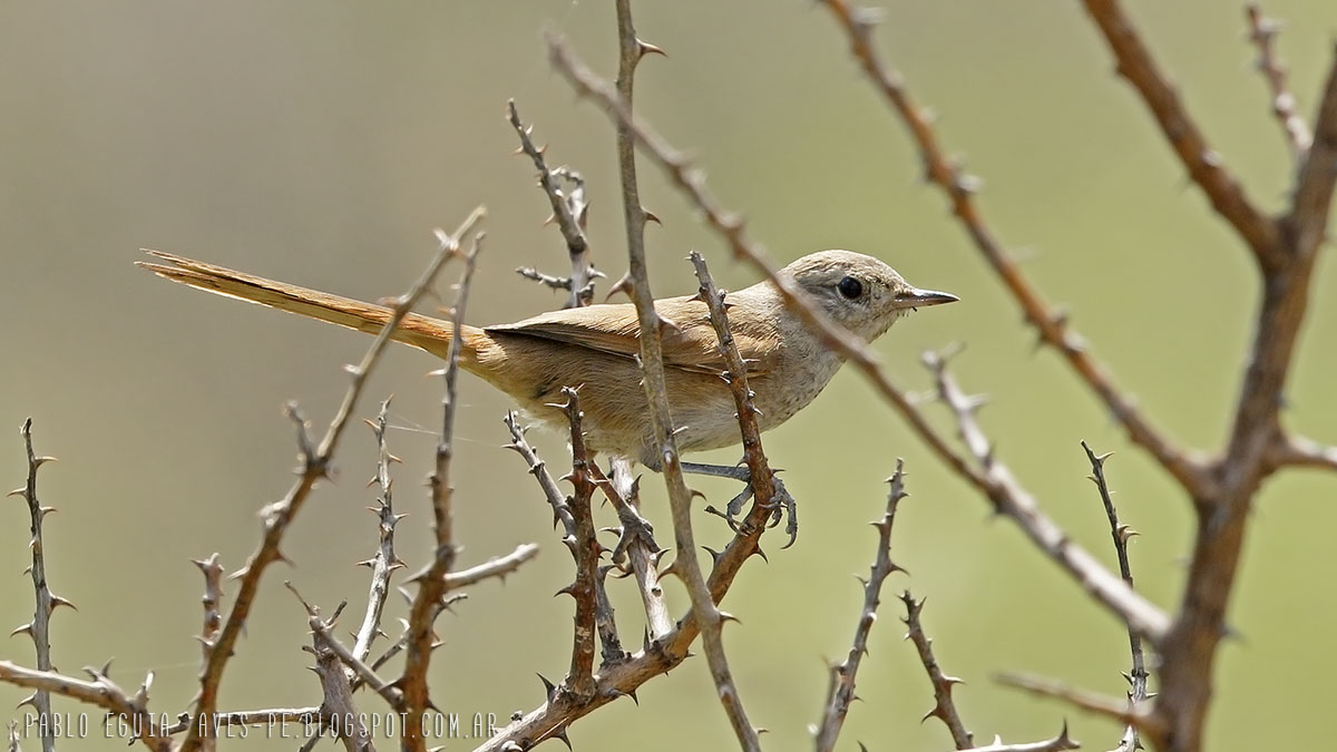 mis fotos de aves: Asthenes pyrrholeuca Canastero Coludo Sharp-billed ...