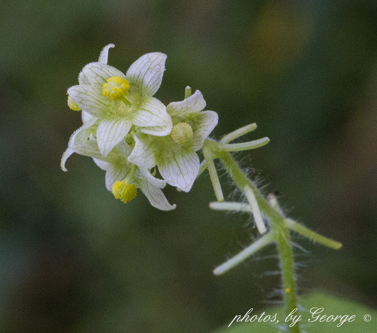 "What's Blooming Now" : Bur Cucumber (Sicyos angulatus)