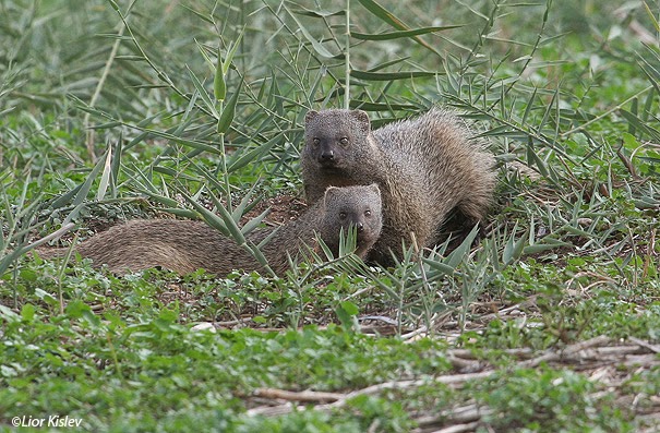 vals alentejo: Herpestes Ichneumon- strange animal.